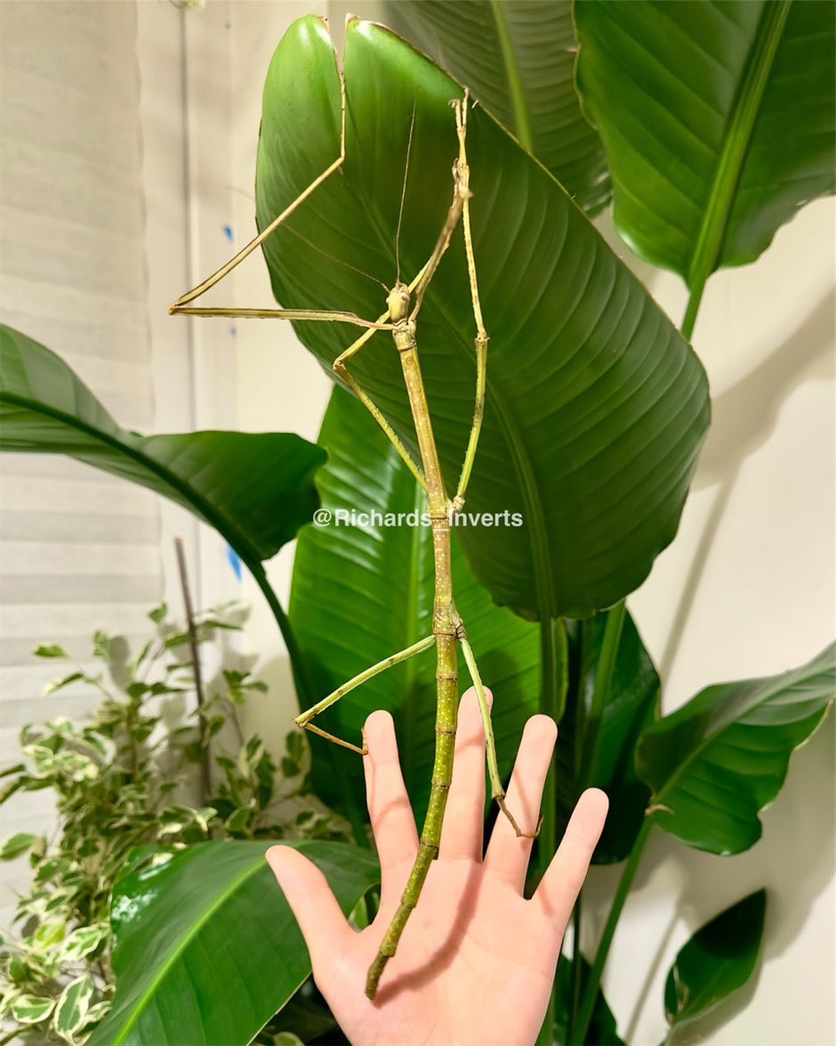 Stick and Leaf Insects for sale – Richard's Inverts