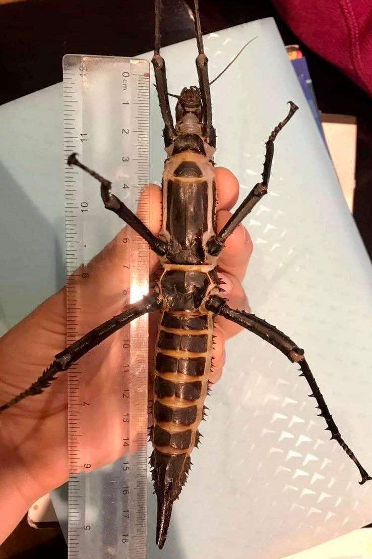 Giant Horrid Stick Insects For Sale | Richard's Inverts