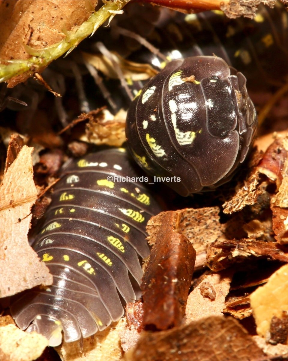 Giant Lake Garda Isopods For Sale | Richard's Inverts