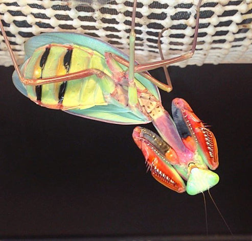 Hieordula majuscula For Sale | Richard's Inverts