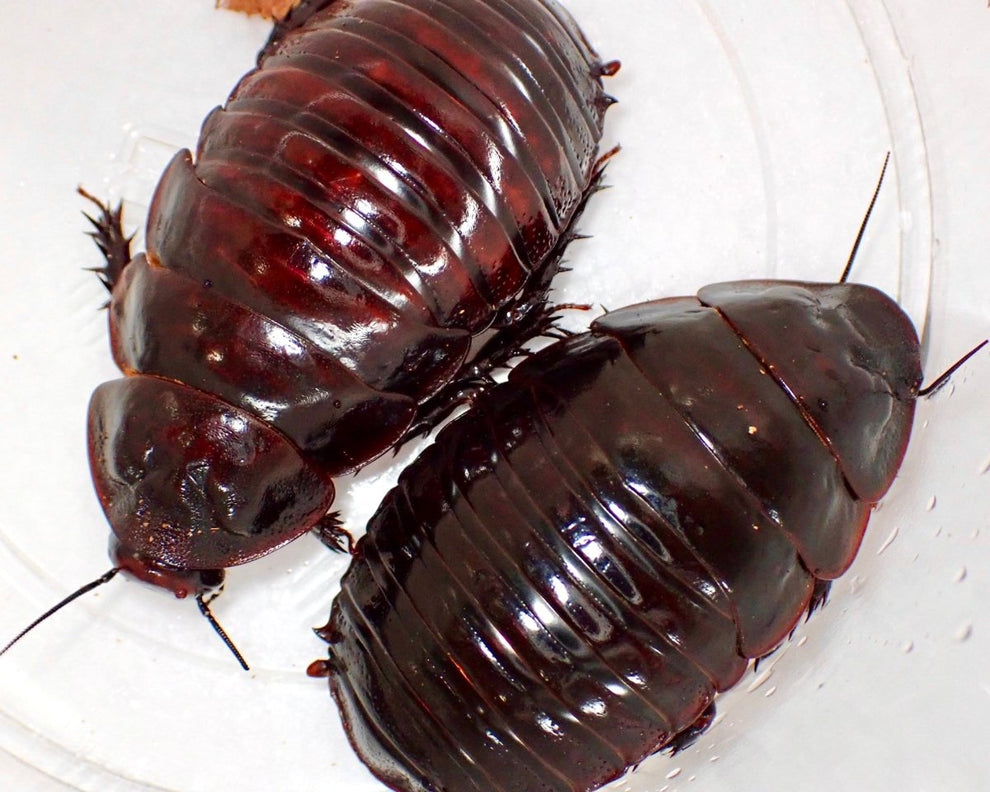 Macropanesthia rhinoceros For Sale | Richard's Inverts