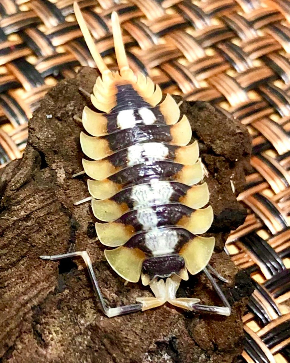 Isopods for sale – Richard’s Inverts