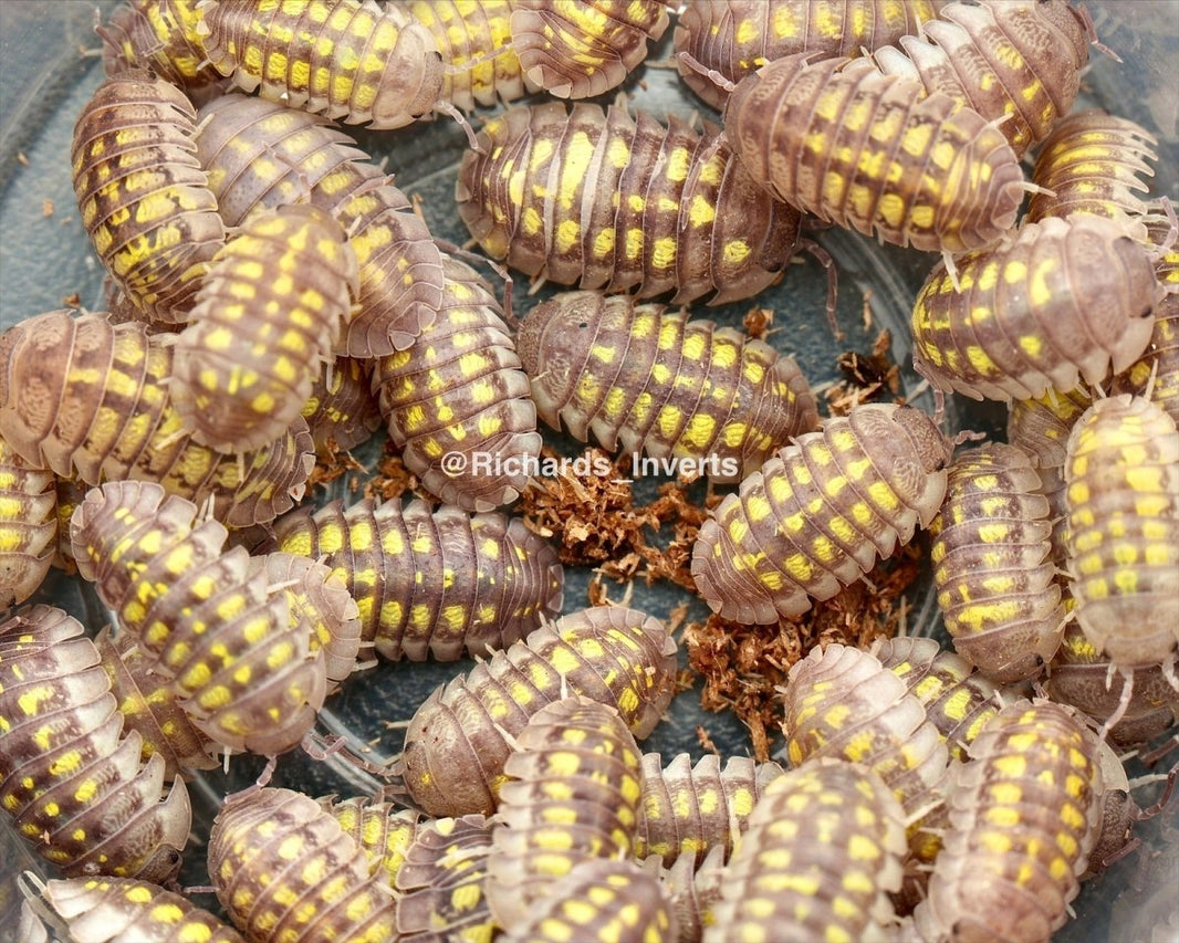 All Products For Sale UK | Richard's Inverts Translation missing: en ...