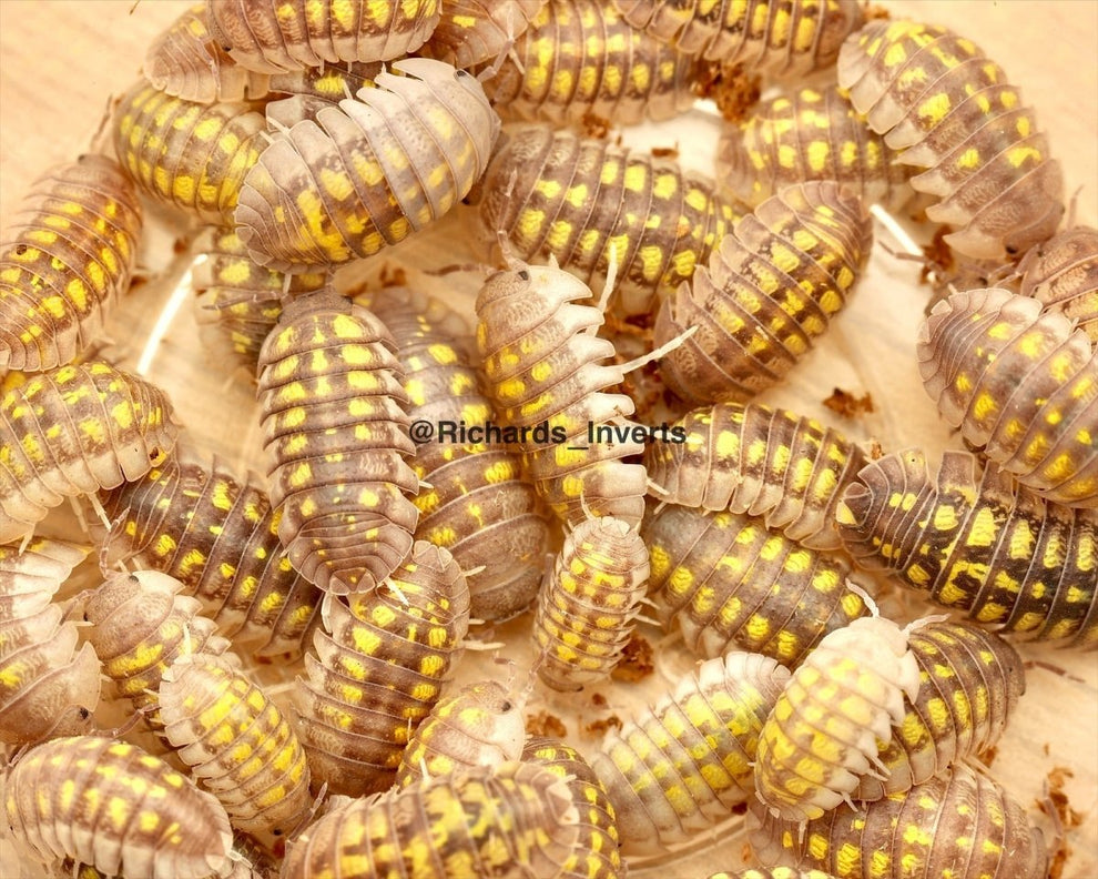 Armadillidium granulatum "Lemon" For Sale | Richard's Inverts