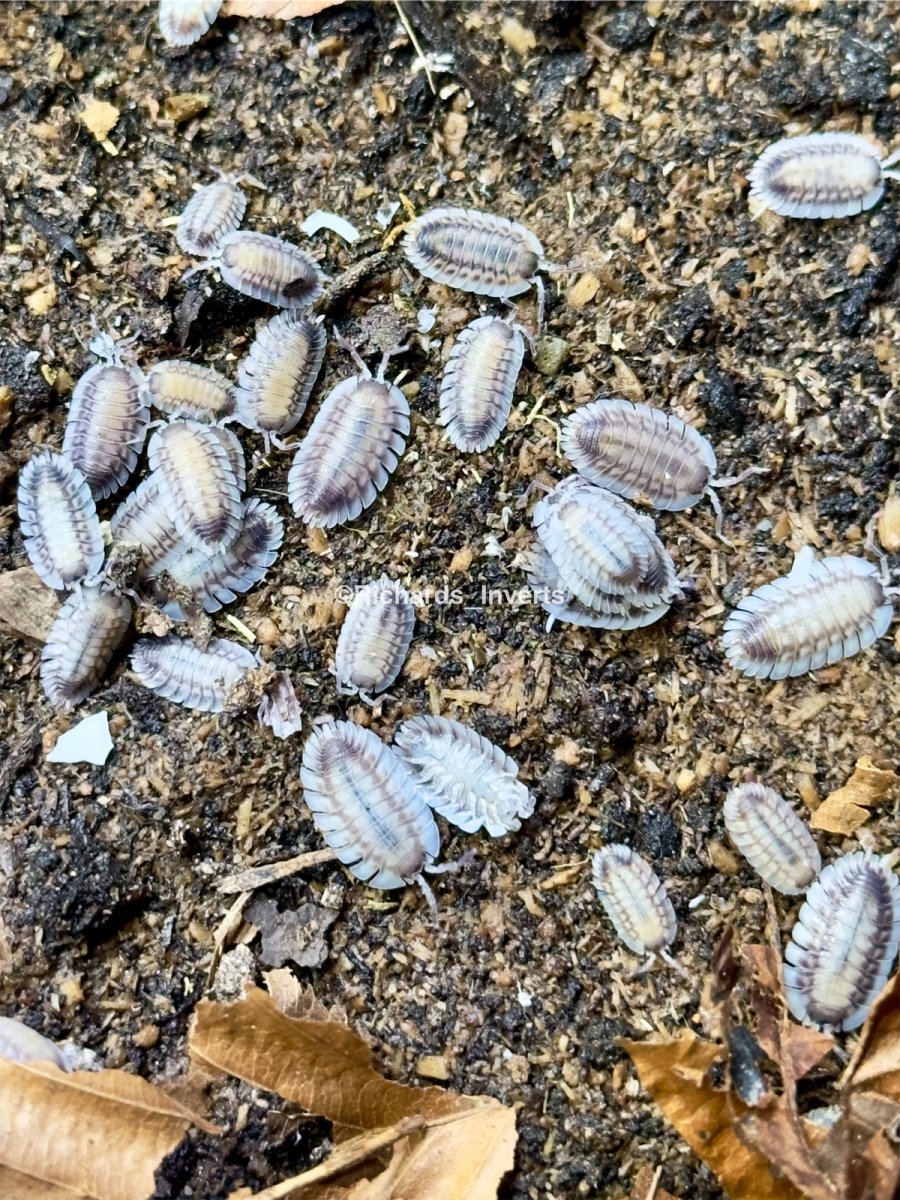 Greek Shield Isopods "SILVERBACK" For Sale | Richard's Inverts