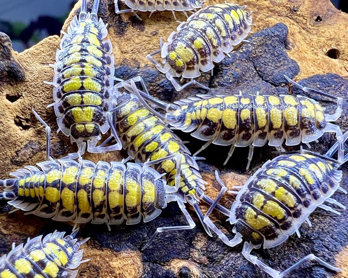High Yellow Isopods for sale UK - Richard's Inverts