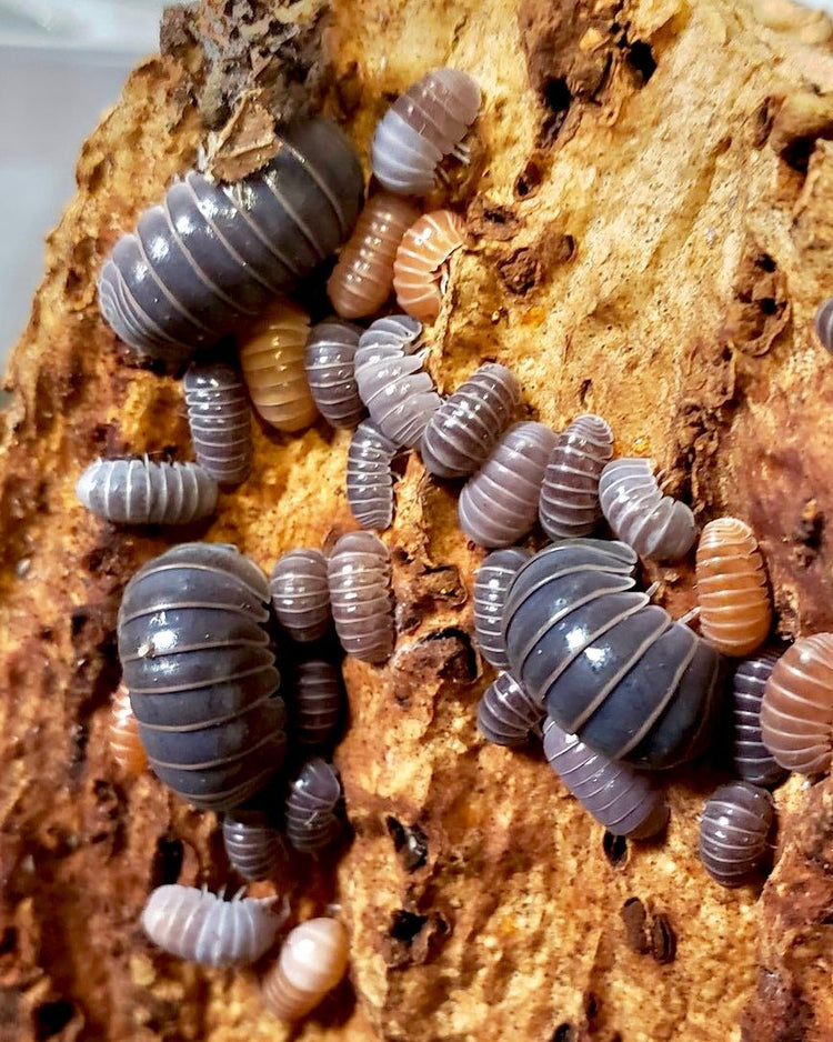 Hissing Isopods for sale – Richard's Inverts