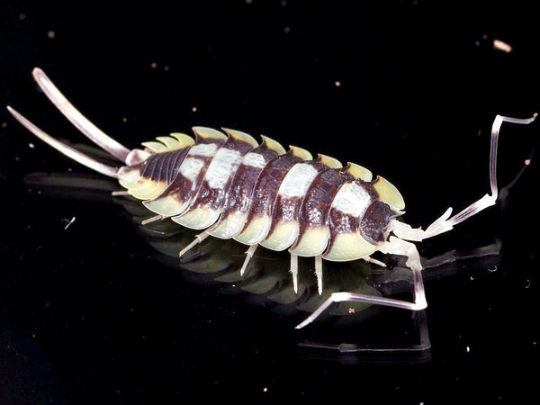 Giant Spanish Isopods For Sale | Richard's Inverts
