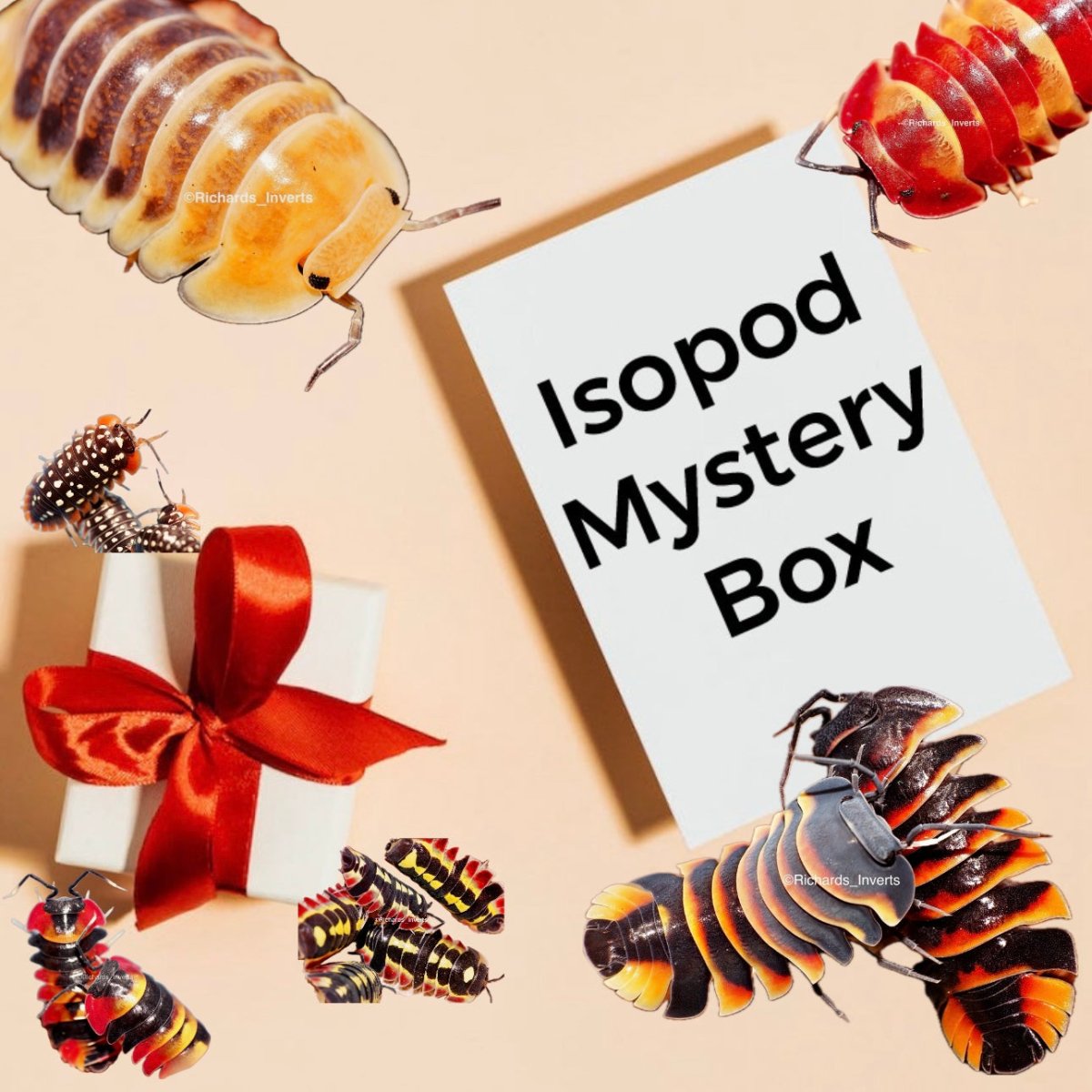 Isopod Mystery Boxes For Sale | Richard's Inverts