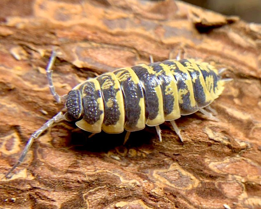 "Yellow" Ornate Isopods for sale – Richard's Inverts