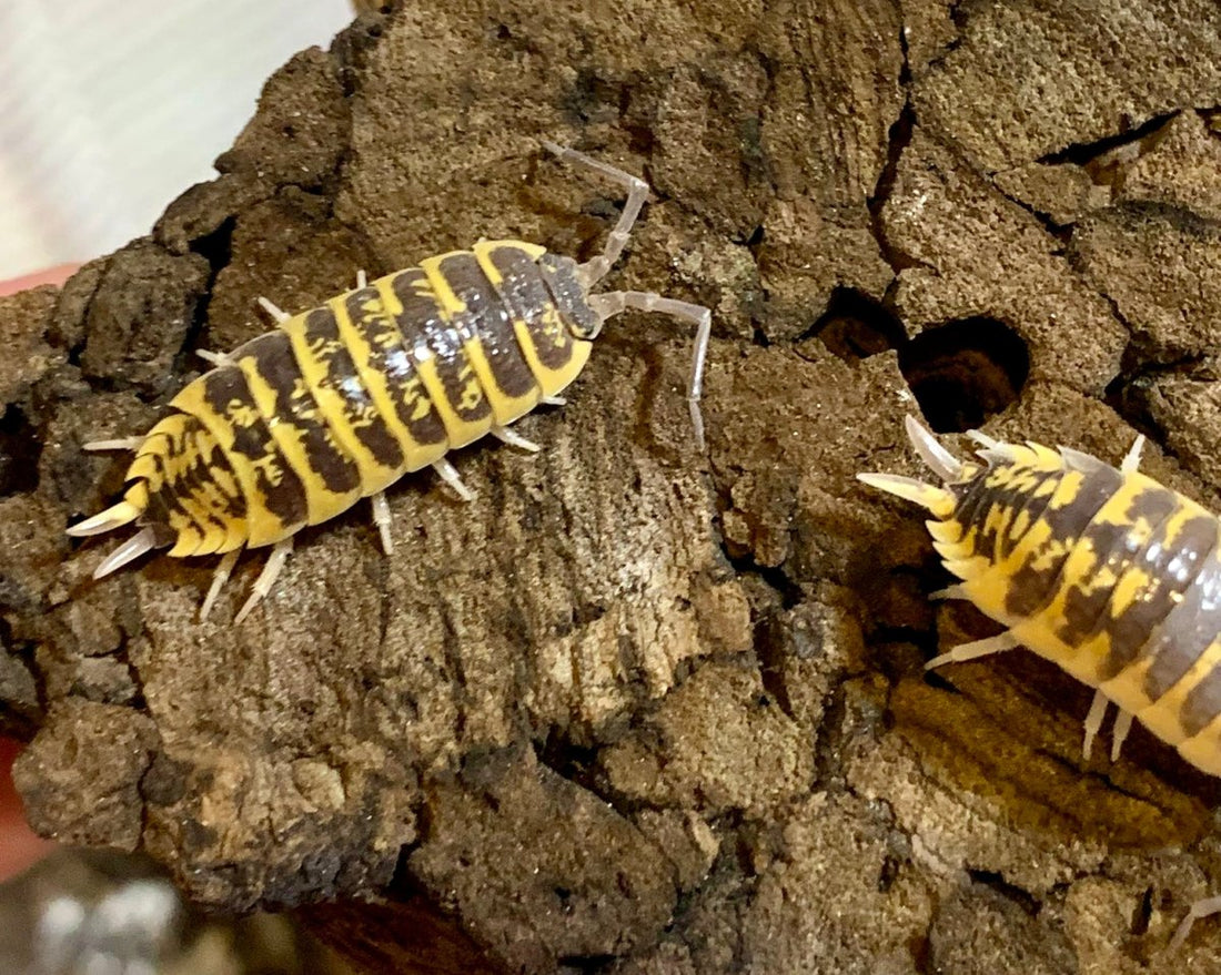 "Yellow" Ornate Isopods for sale – Richard's Inverts