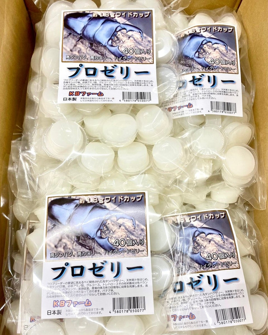 Stag Beetles For Sale UK | Richard's Inverts