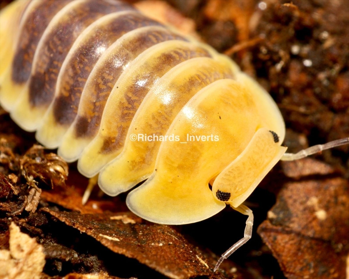 Jupiter Isopods For Sale | Richard's Inverts