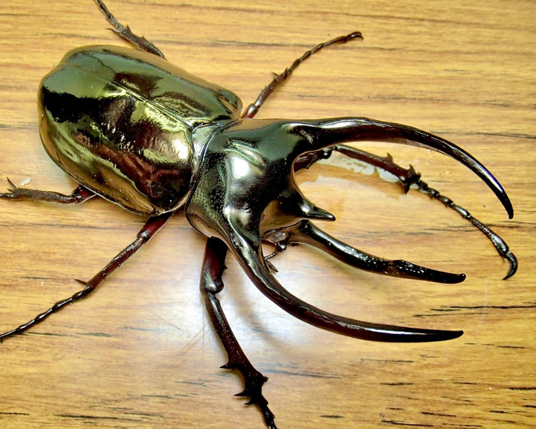 Atlas Rhino Beetles for sale – Richard's Inverts