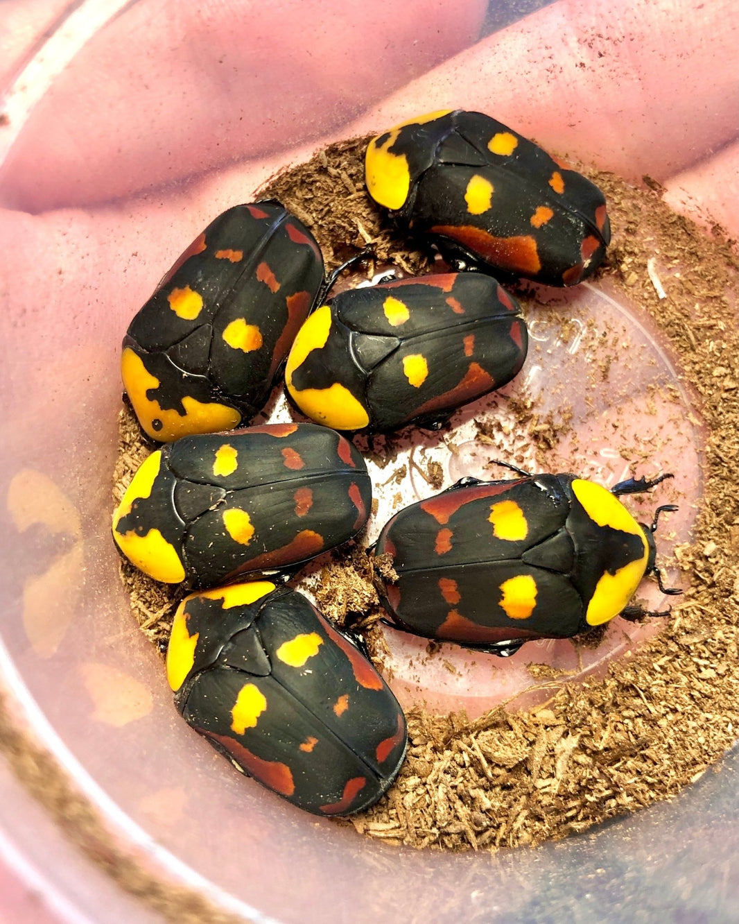 Flower Beetles for sale – Richard's Inverts
