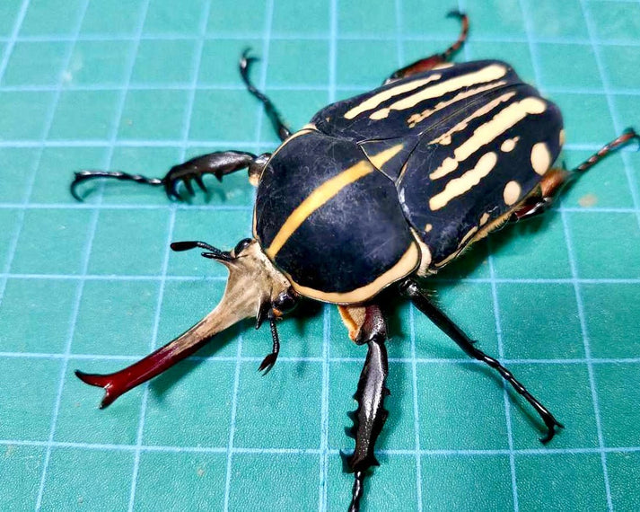 Comet Flower Beetle For Sale | Richard's Inverts