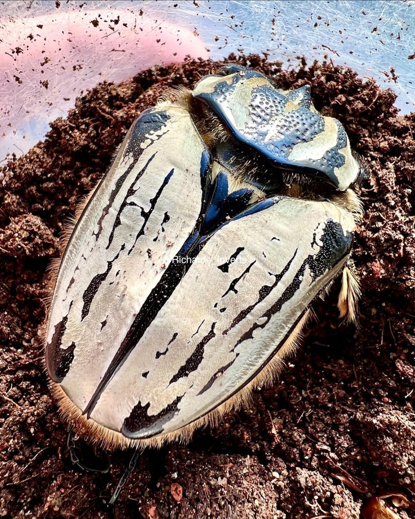 Goliathus orientalis For Sale | Richard's Inverts