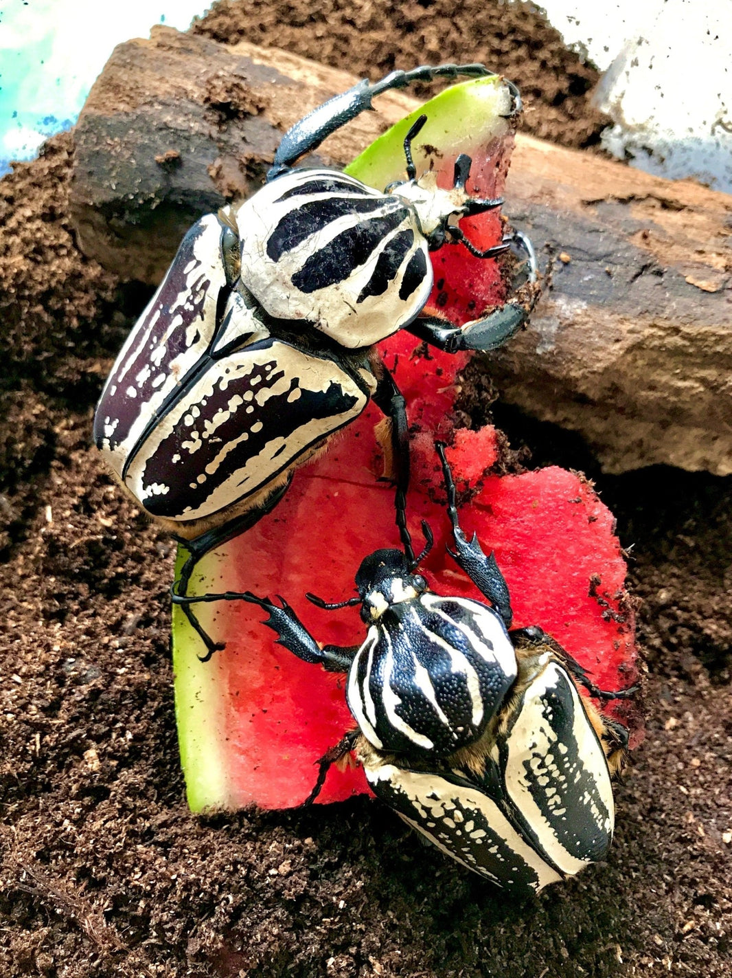 Eastern Goliath Flower Beetles for sale – Richard's Inverts
