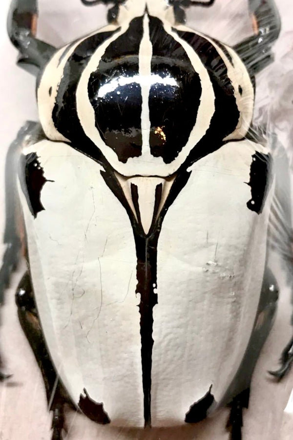Goliathus goliatus quadrimaculatus For Sale | Richard's Inverts