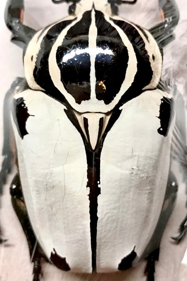 Goliathus goliatus quadrimaculatus For Sale | Richard's Inverts