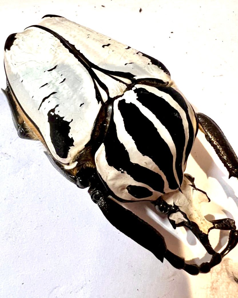 Goliathus goliatus quadrimaculatus For Sale | Richard's Inverts