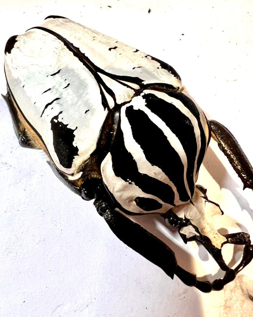 Goliathus goliatus quadrimaculatus For Sale | Richard's Inverts