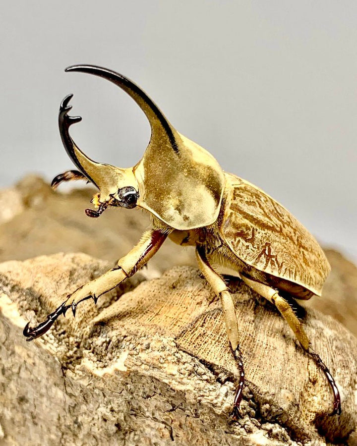 Rhinoceros Beetles for sale – Richard's Inverts translation missing: en ...