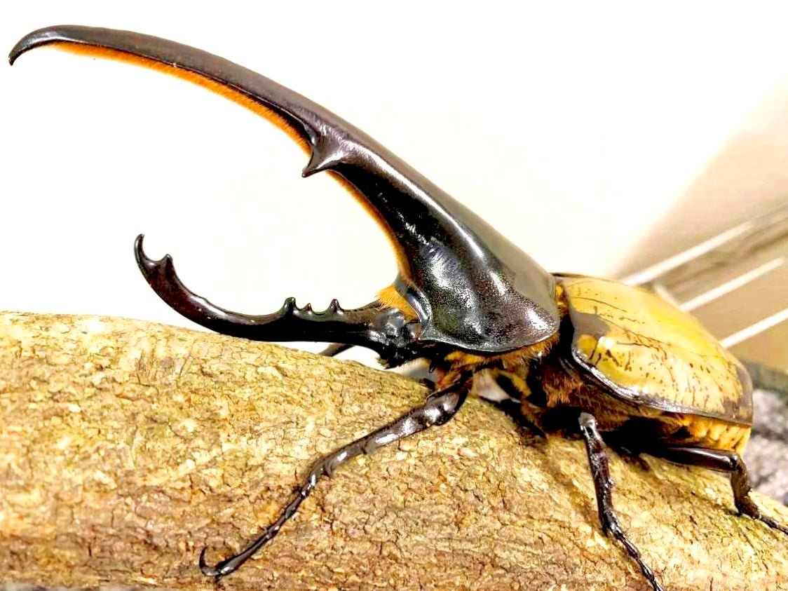 Hercules Rhino Beetles for sale – Richard's Inverts