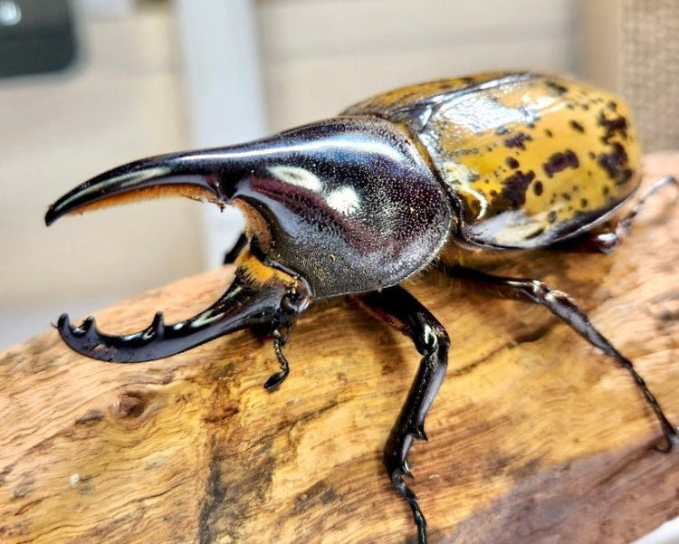 Hercules Rhino Beetles for sale – Richard's Inverts