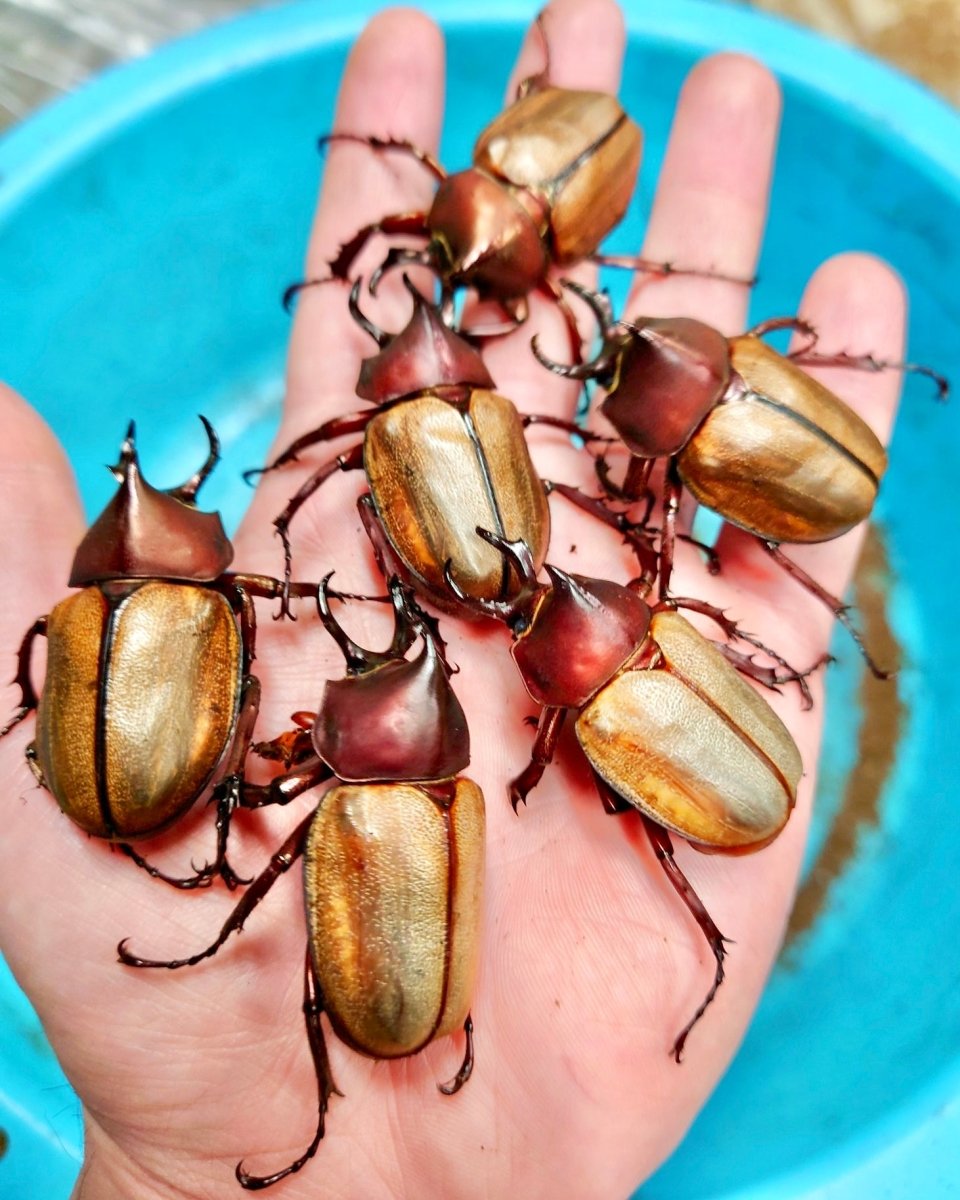 Agaocephala margaridae For Sale | Richard's Inverts
