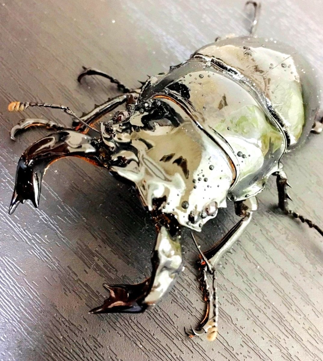 Mesotopus tarandus For Sale | Richard's Inverts