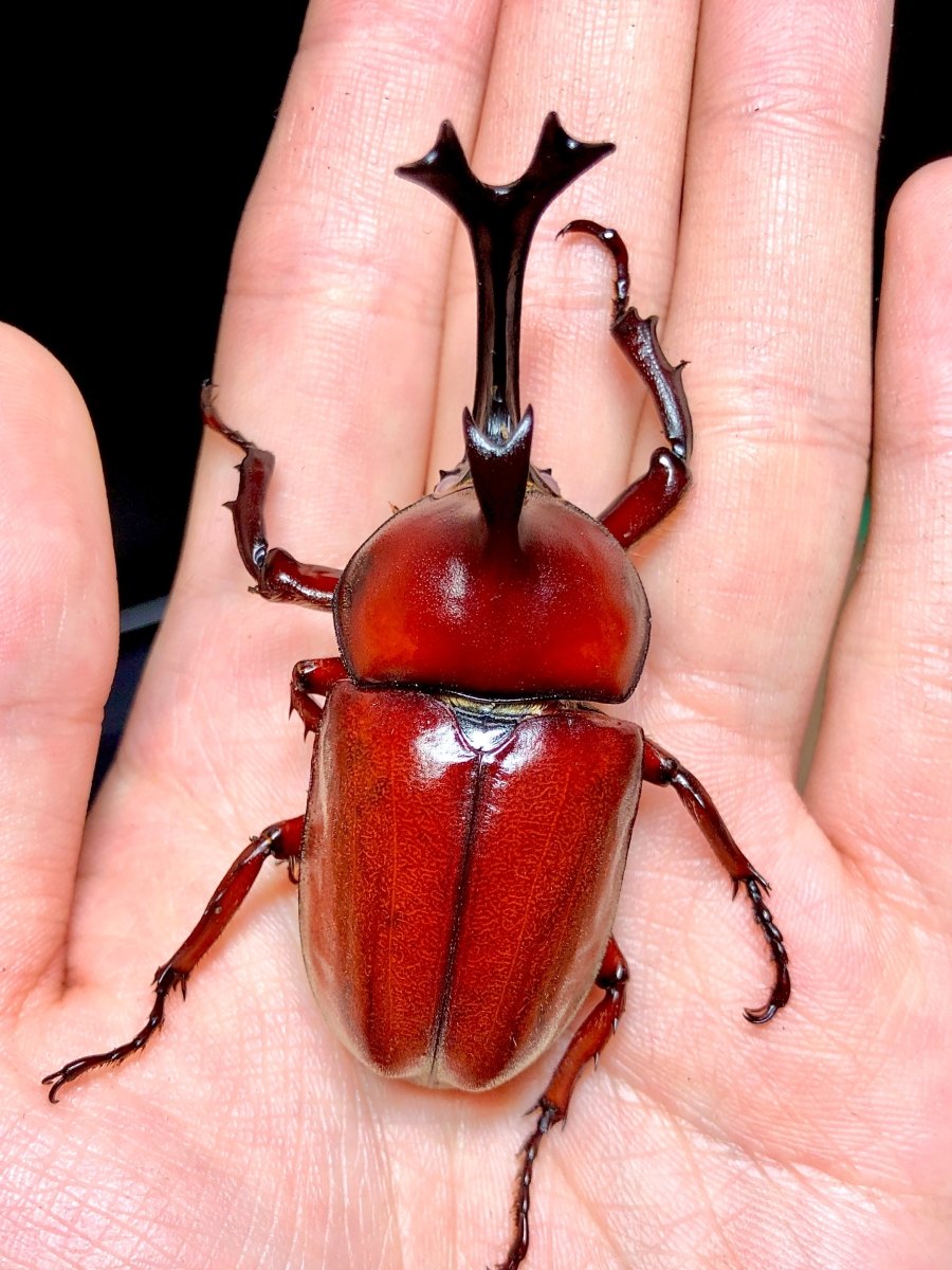 Trypoxylus dichotomus "Red Devil" For Sale | Richard's Inverts