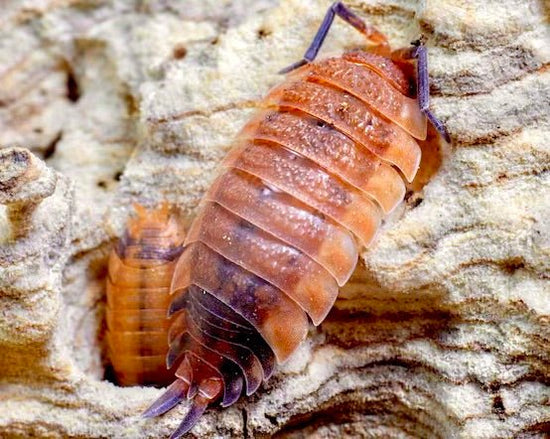 Porcellio scaber "Lava" For Sale | Richard's Inverts