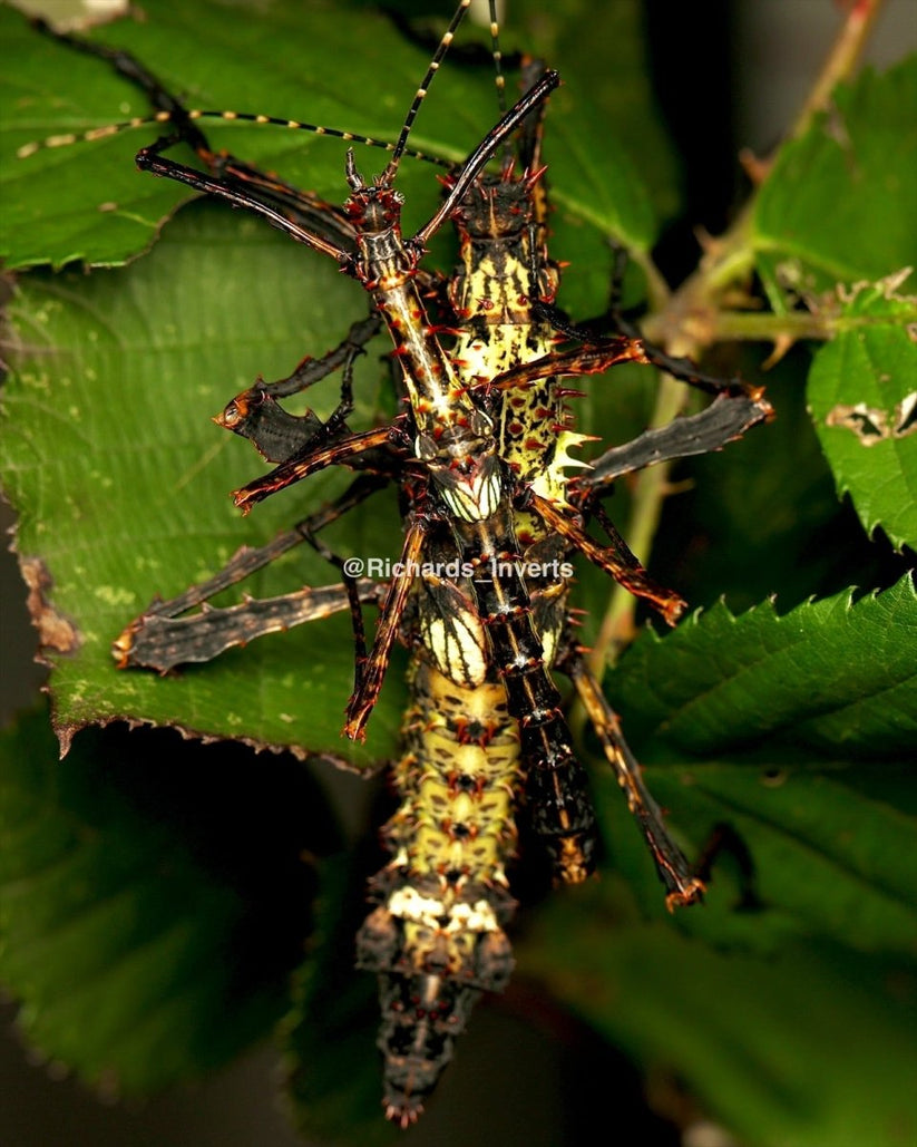 Madagascan Devil Stick Insects For Sale | Richard's Inverts