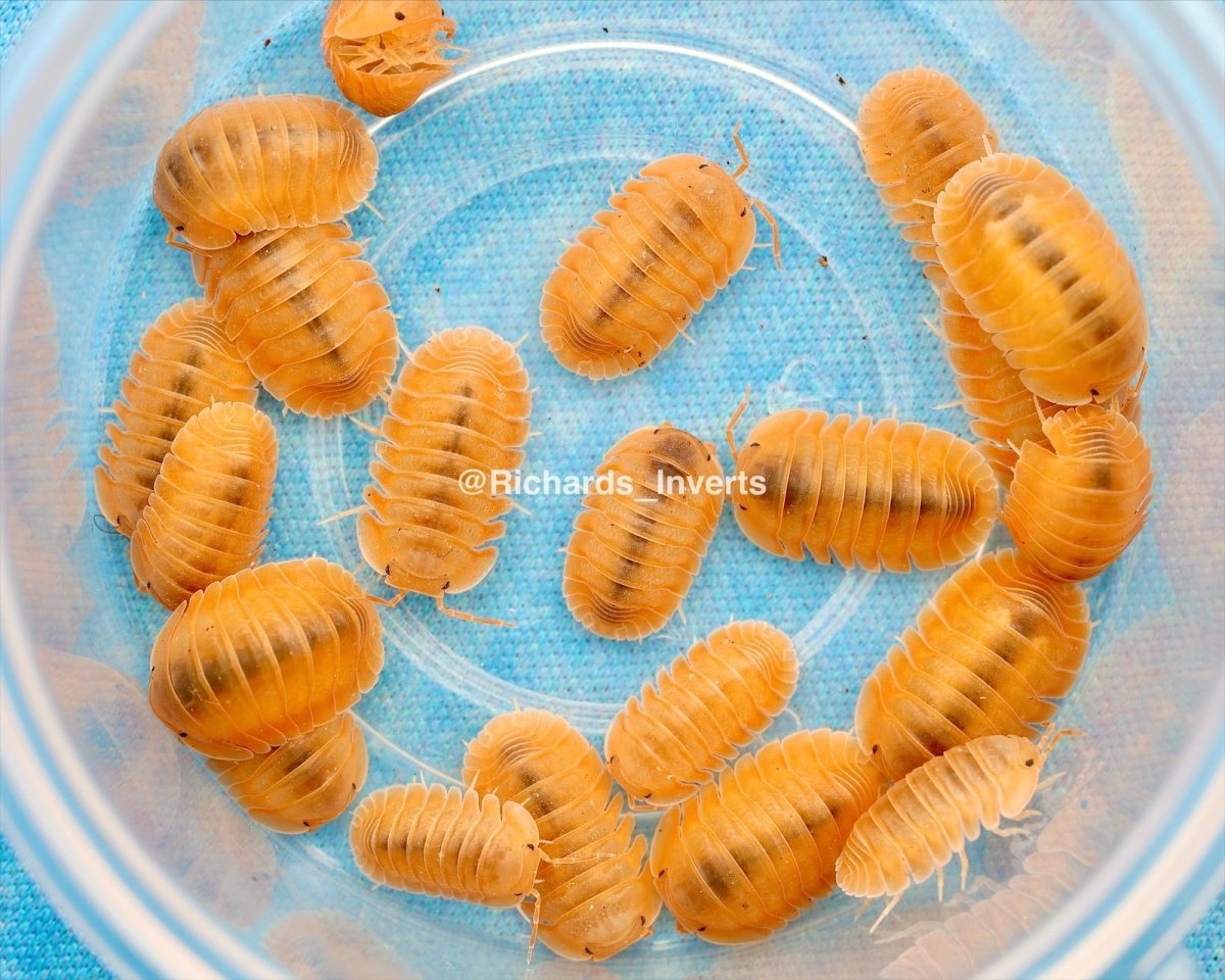 Orange Freezy Isopods for sale UK - Richard's Inverts