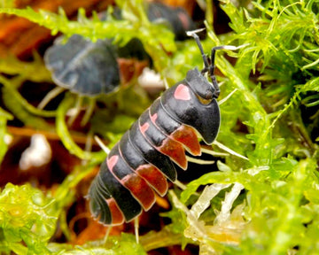 Isopods for sale – Richard's Inverts Translation missing: en.general ...