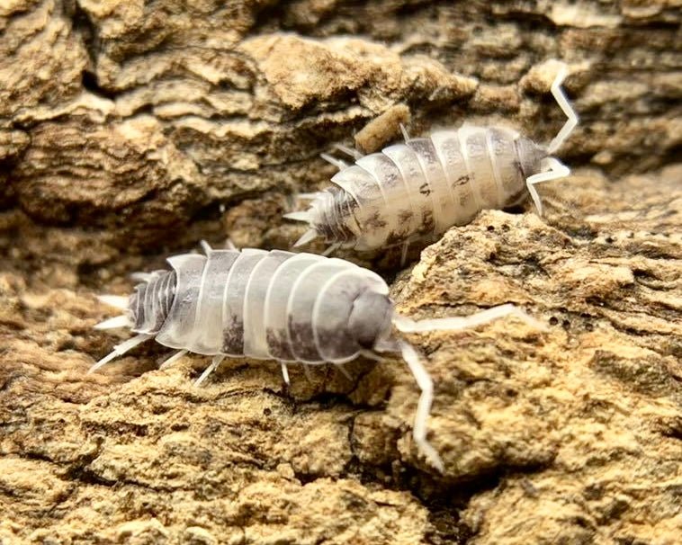 BULK Emerald Roaches for sale UK - Richard's Inverts