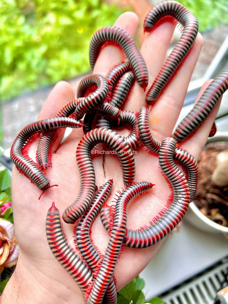 Rainbow Millipedes for sale – Richard's Inverts