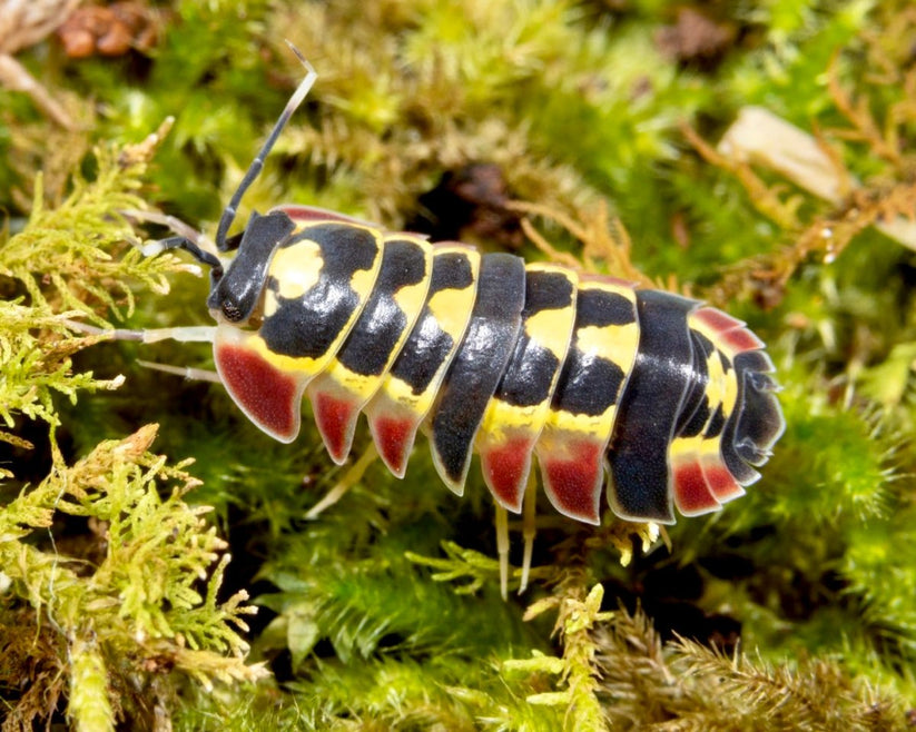 Red Diablo Isopods for sale – Richard's Inverts