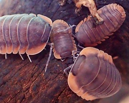 Red Edge Isopods For Sale | Richard's Inverts