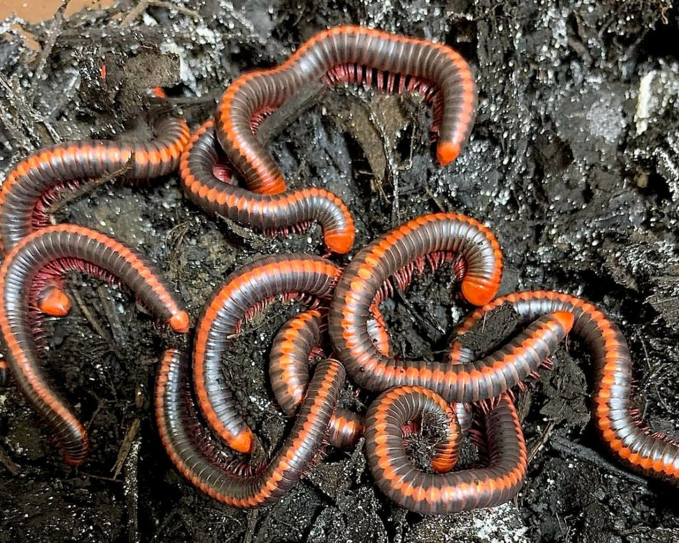 Red Spined Millipedes For Sale | Richard's Inverts