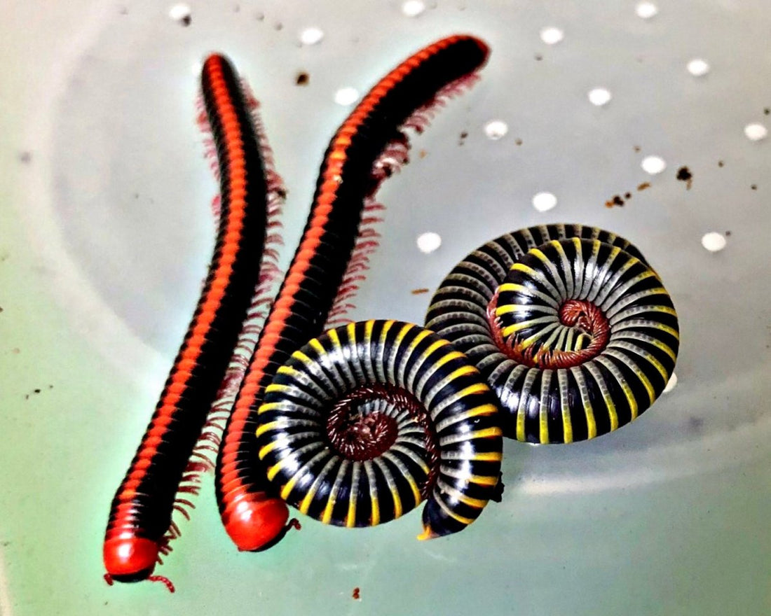 Red Spined Millipedes For Sale | Richard's Inverts