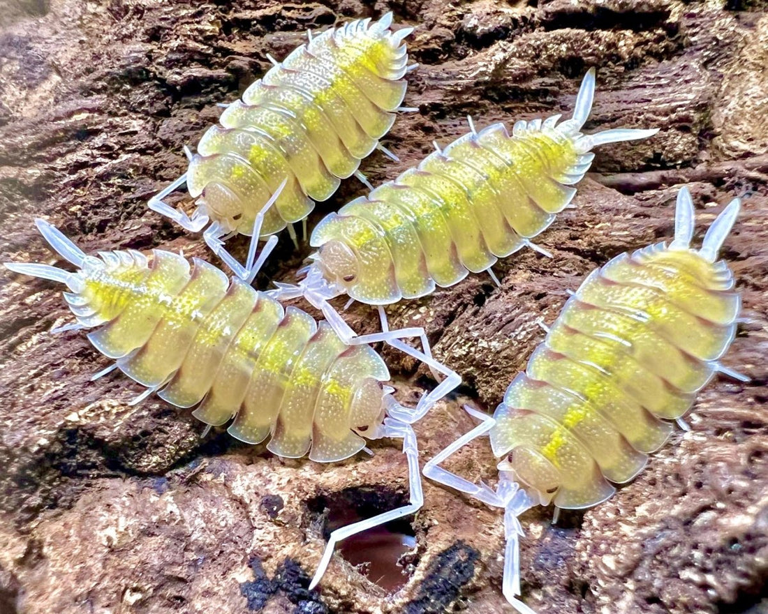 "Lemonade" Skeleton Isopods for sale – Richard's Inverts