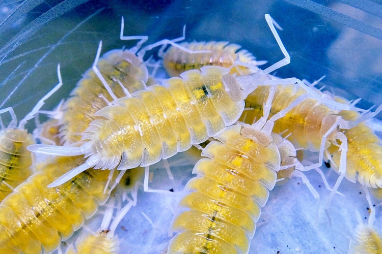 "Crystal" Skeleton Isopods for sale – Richard's Inverts
