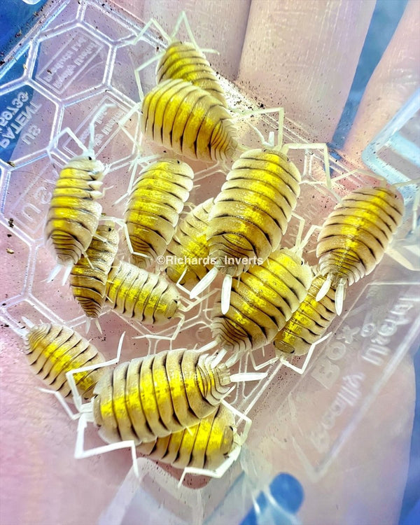 Skeleton Isopods "YELLOW GHOST" For Sale | Richard's Inverts