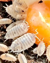 Rainbow Stag Beetle For Sale | Richard's Inverts