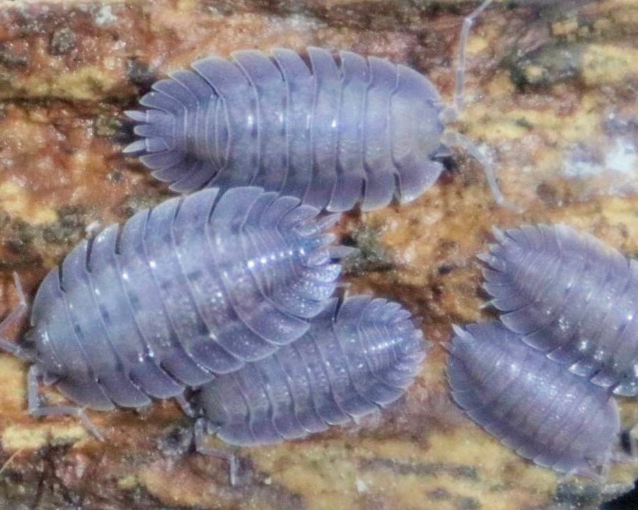 Spatulate Isopods for sale UK - Richard's Inverts