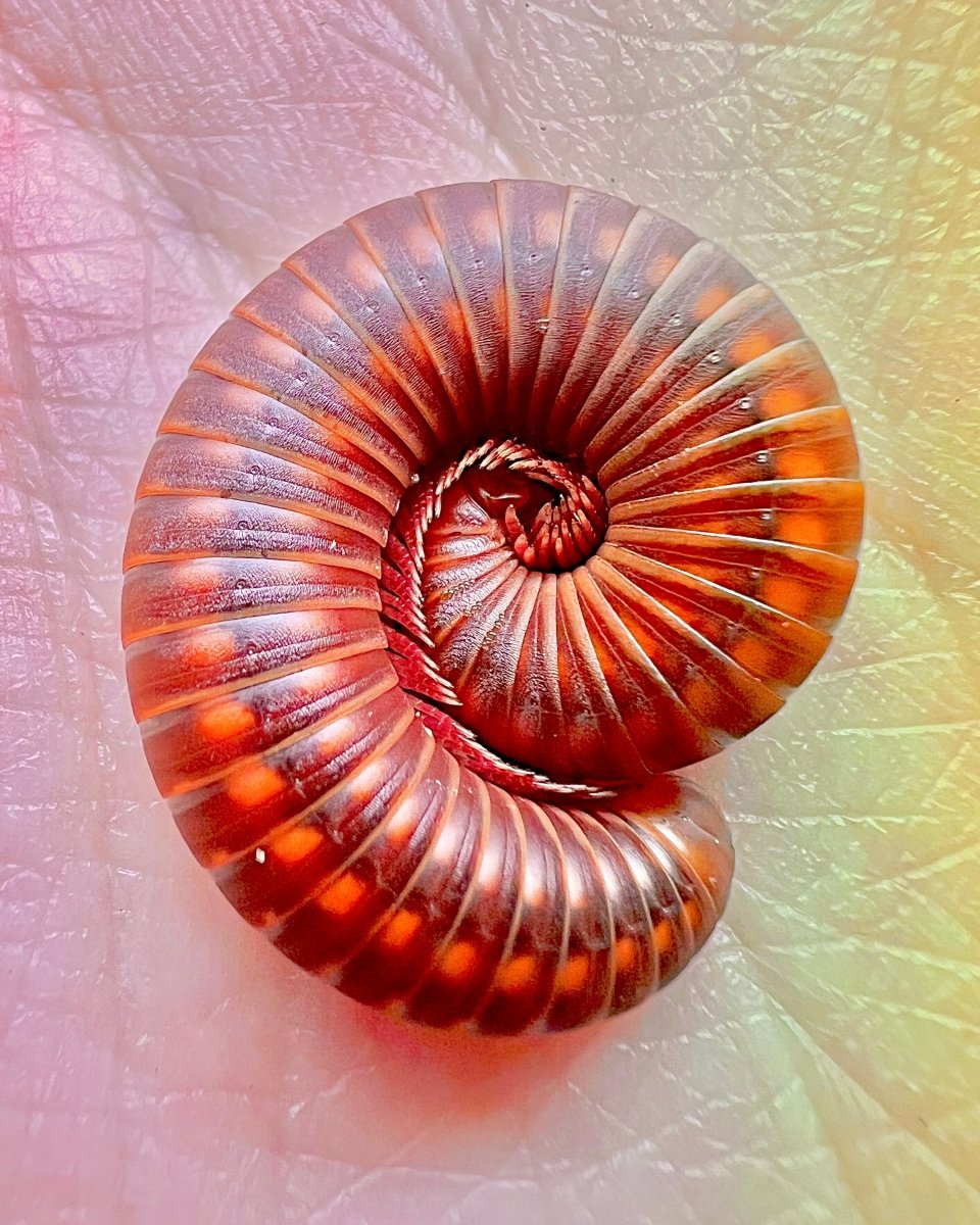 Centrobolus rugulosus For Sale | Richard's Inverts