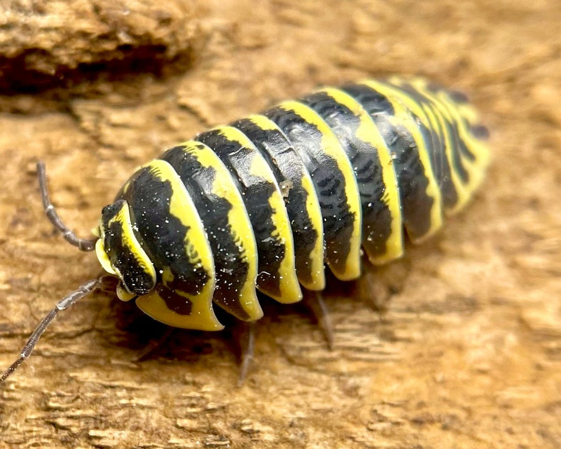 "Yellow" Zebra Isopods for sale – Richard's Inverts